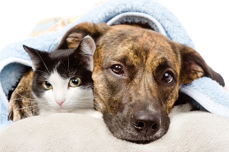 ¿Cuáles son las necesidades de los perros y gatos senior? | IM Veterinaria