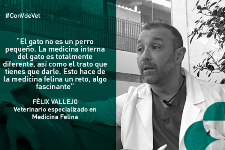Félix Vallejo habla de medicina felina en Con V de Vet | IM Veterinaria