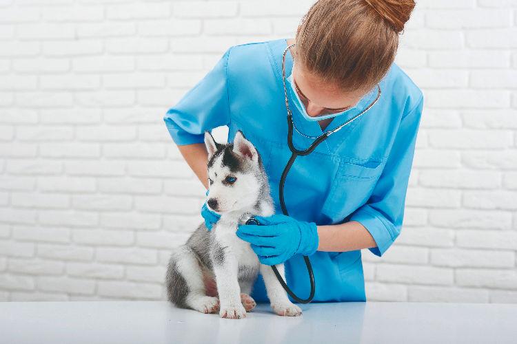 La Veterinaria Una Profesión Cada Vez Más Feminizada