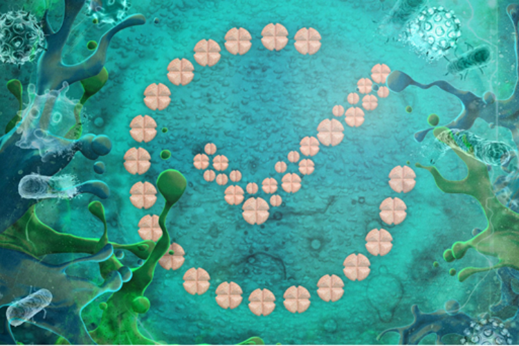 Dechra completa su gama de antibióticos con Clindabactin | IM Veterinaria