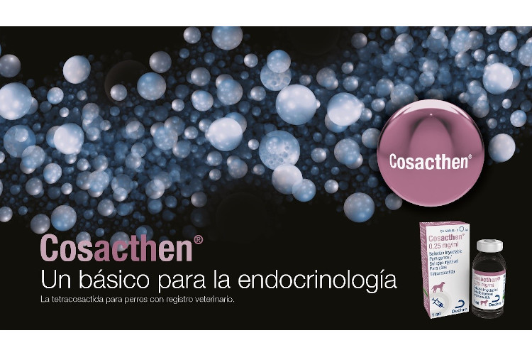 Dechra Academy incorpora un nuevo curso sobre el test de ACTH | IM ...