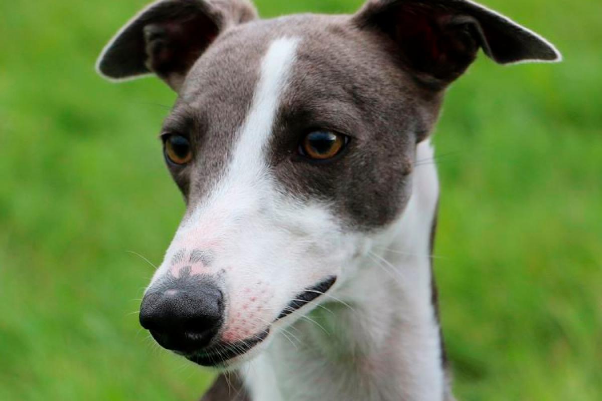 Los perros de raza Whippet son propensos a la ansiedad y no aprecian el ...