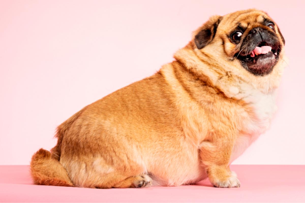 Síntomas y soluciones para el sobrepeso y obesidad en perros | IM ...