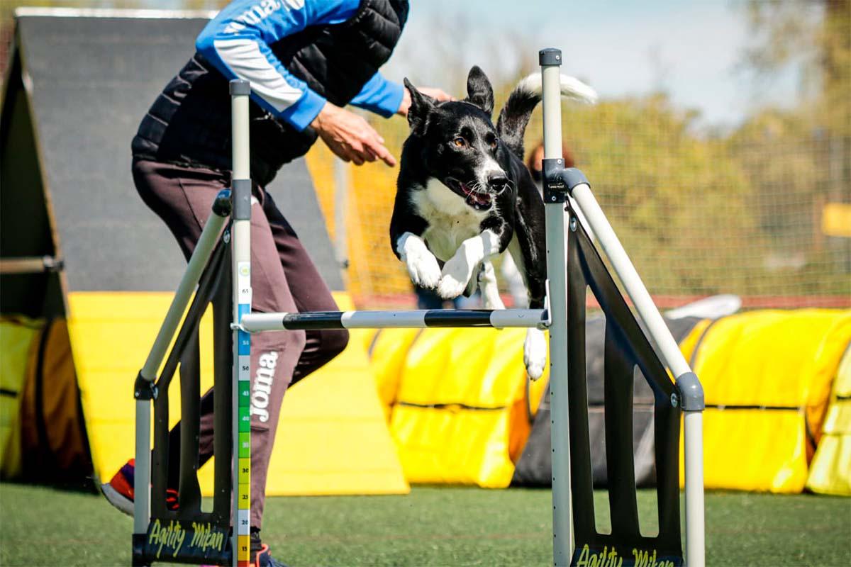 292 perros participan en la prueba selectiva de Agility patrocinada por ...