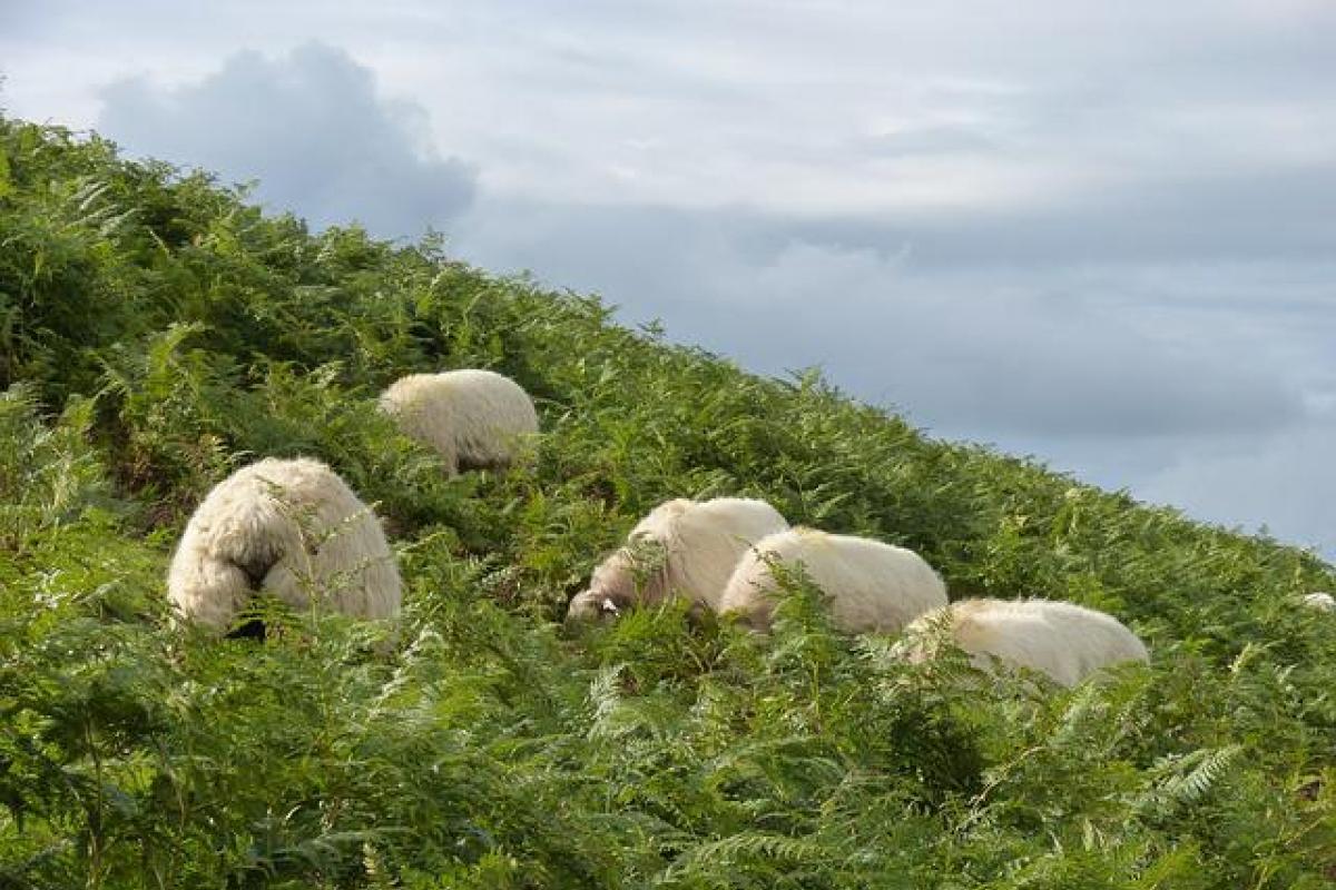 Primer foco de Carbunco Bacteridiano en Extremadura | IM Veterinaria