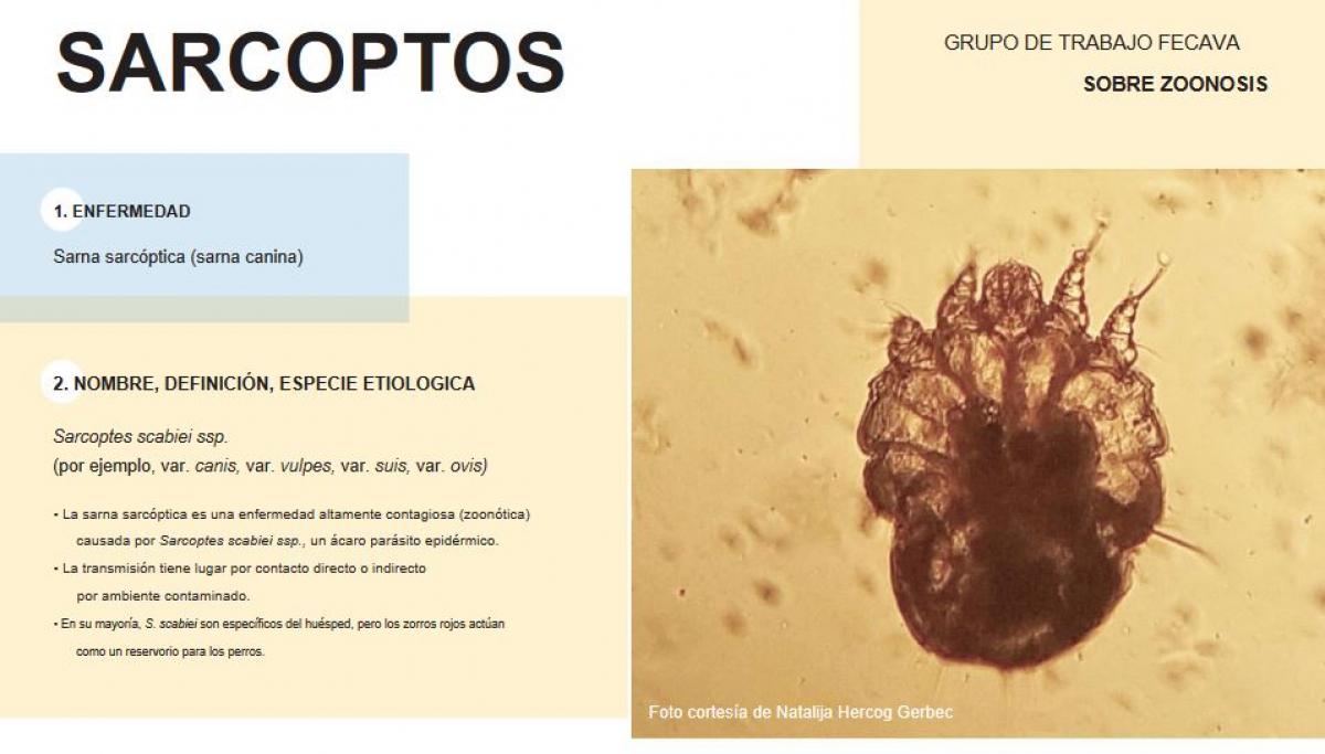 Signos clínicos diagnóstico y otras características de la Sarna | IM ...