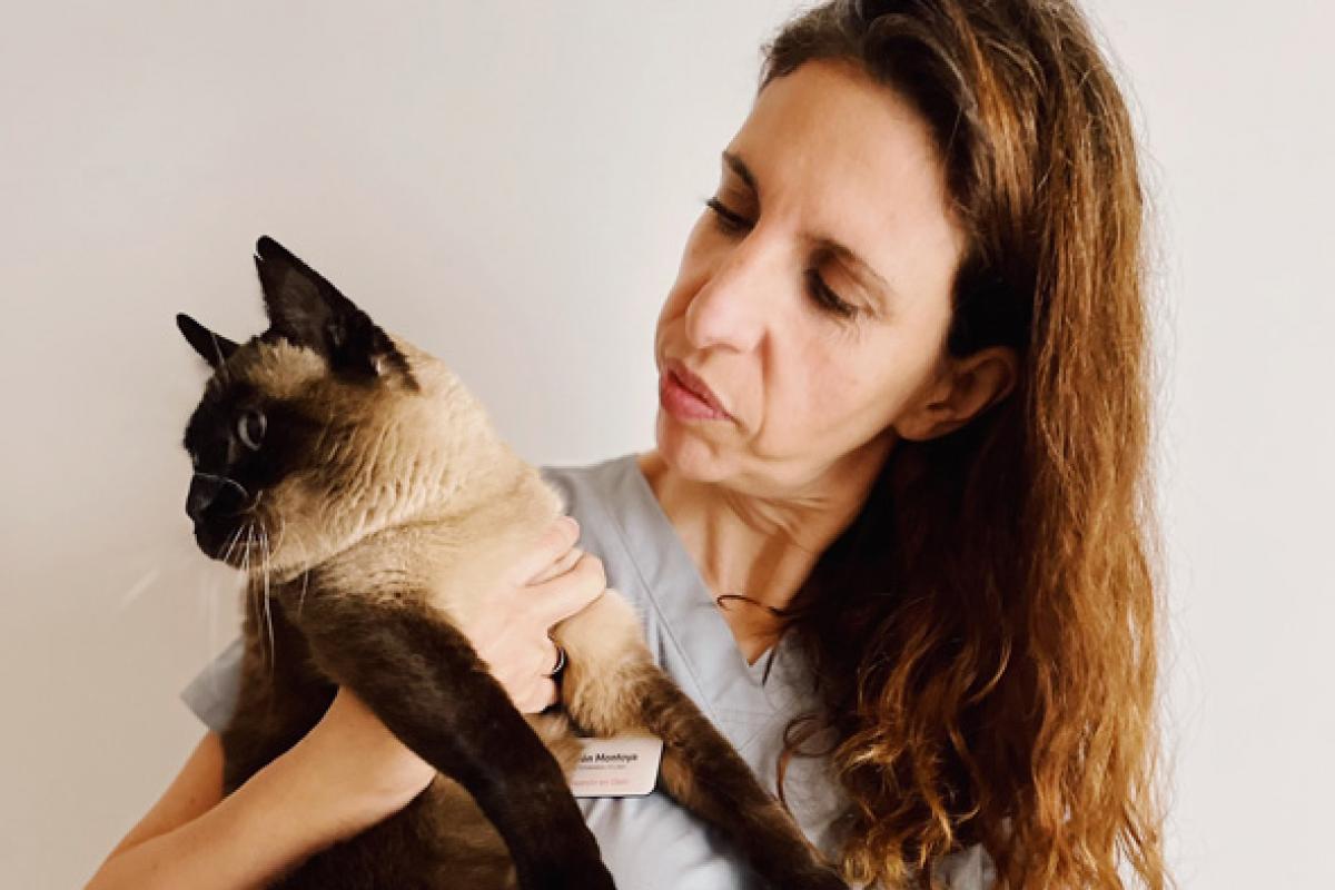 Belén Montoya explica como realizar el seguimiento de las patologías crónicas en el gato sénior ...