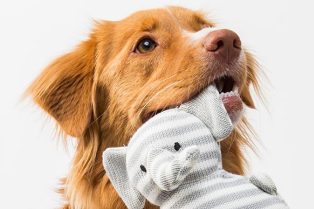 Leti Pharma presenta un calendario formativo con concurso | IM Veterinaria