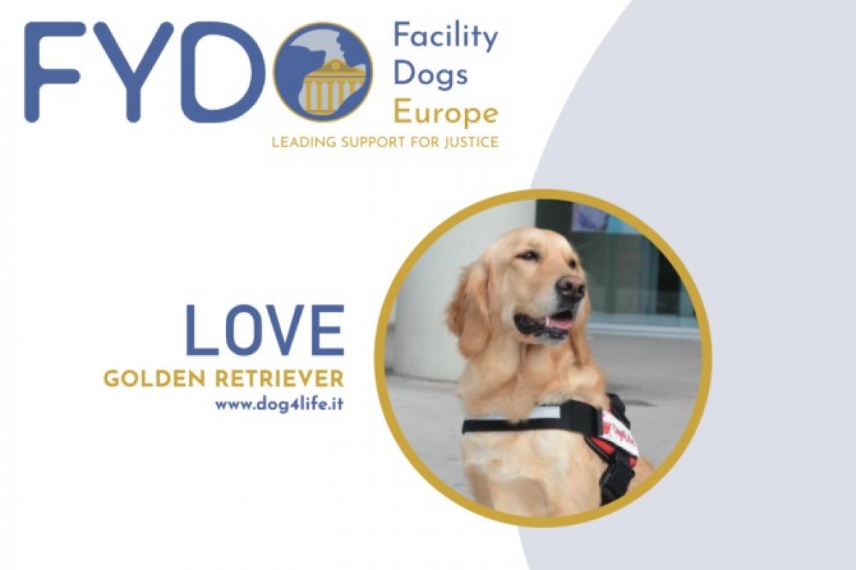 Proyecto FYDO con perros que ayudan a víctimas de delitos | IM Veterinaria