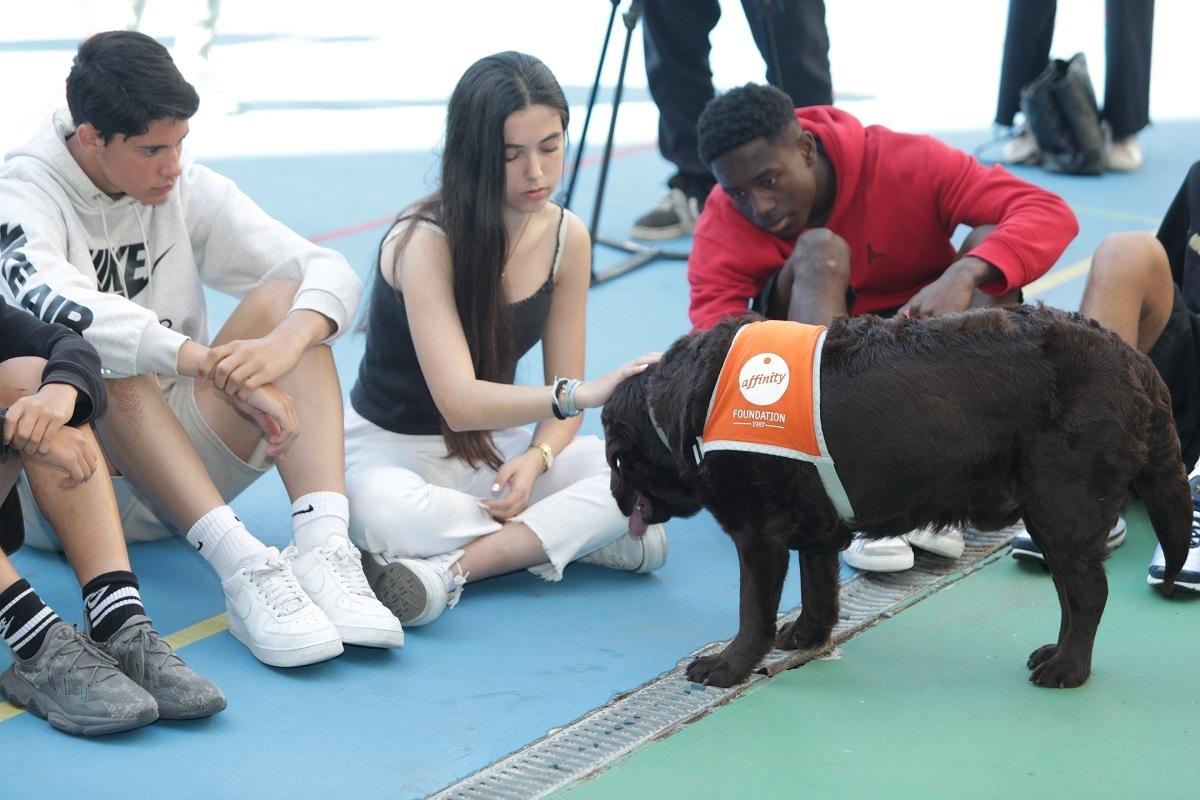 Terapia con perros para prevenir el bullying | IM Veterinaria