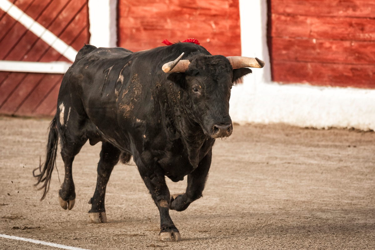 La cría del toro de lidia reina en Andalucía | IM Veterinaria