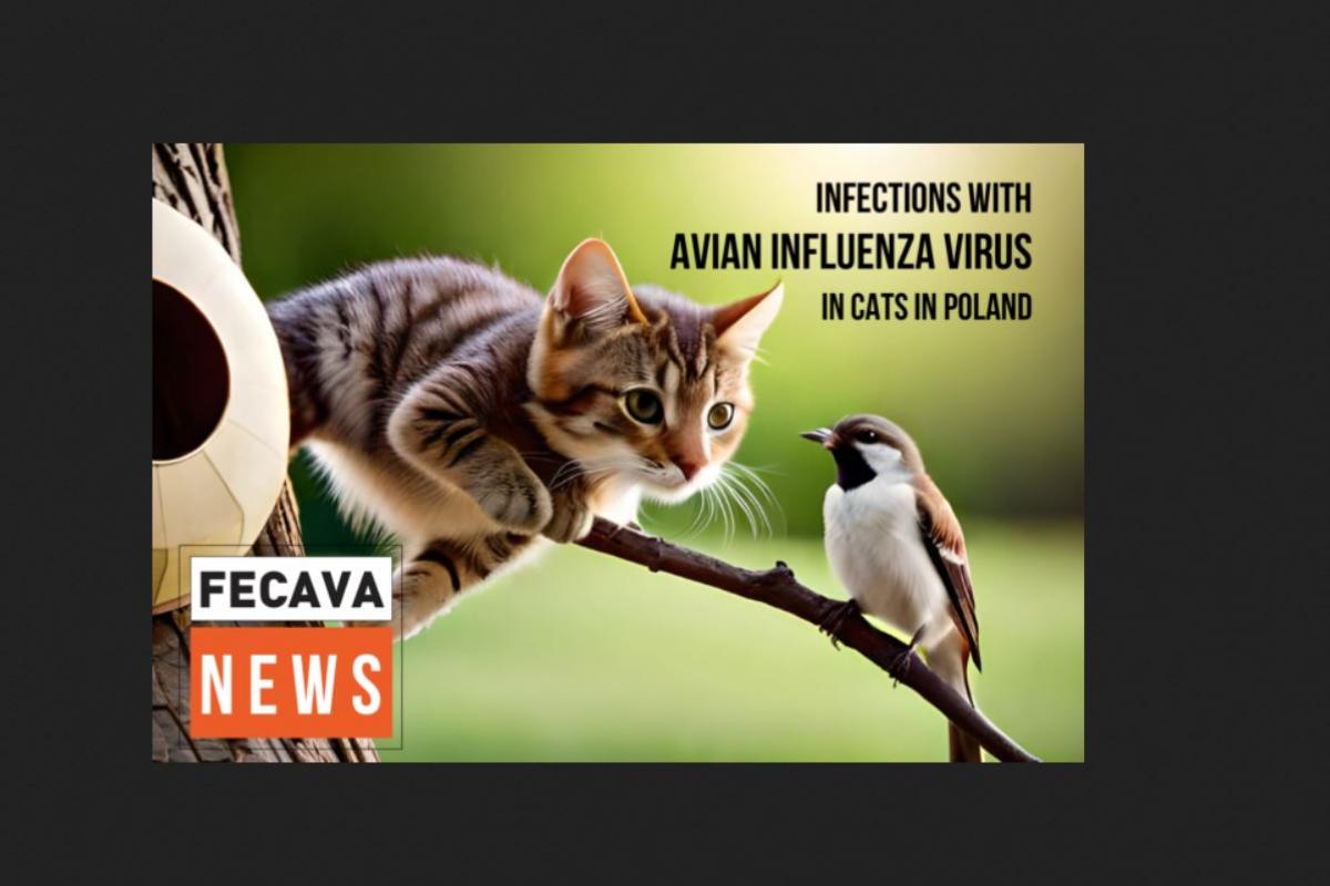 Infección por influenza Aviar en gatos en Polonia: OFFLU monitorea la ...