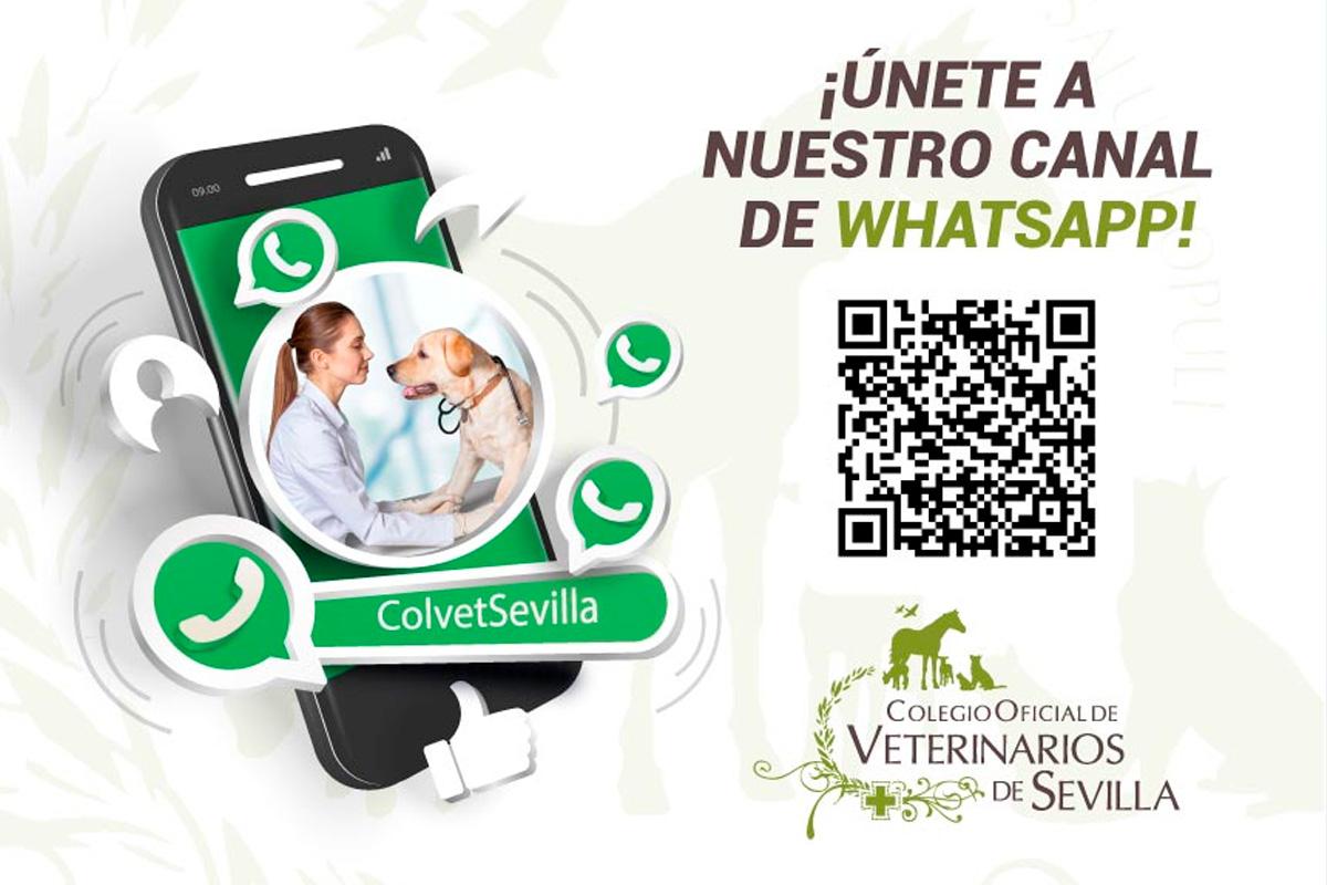 El Colegio de Veterinarios de Sevilla lanza su canal de difusión en WhatsApp | IM Veterinaria