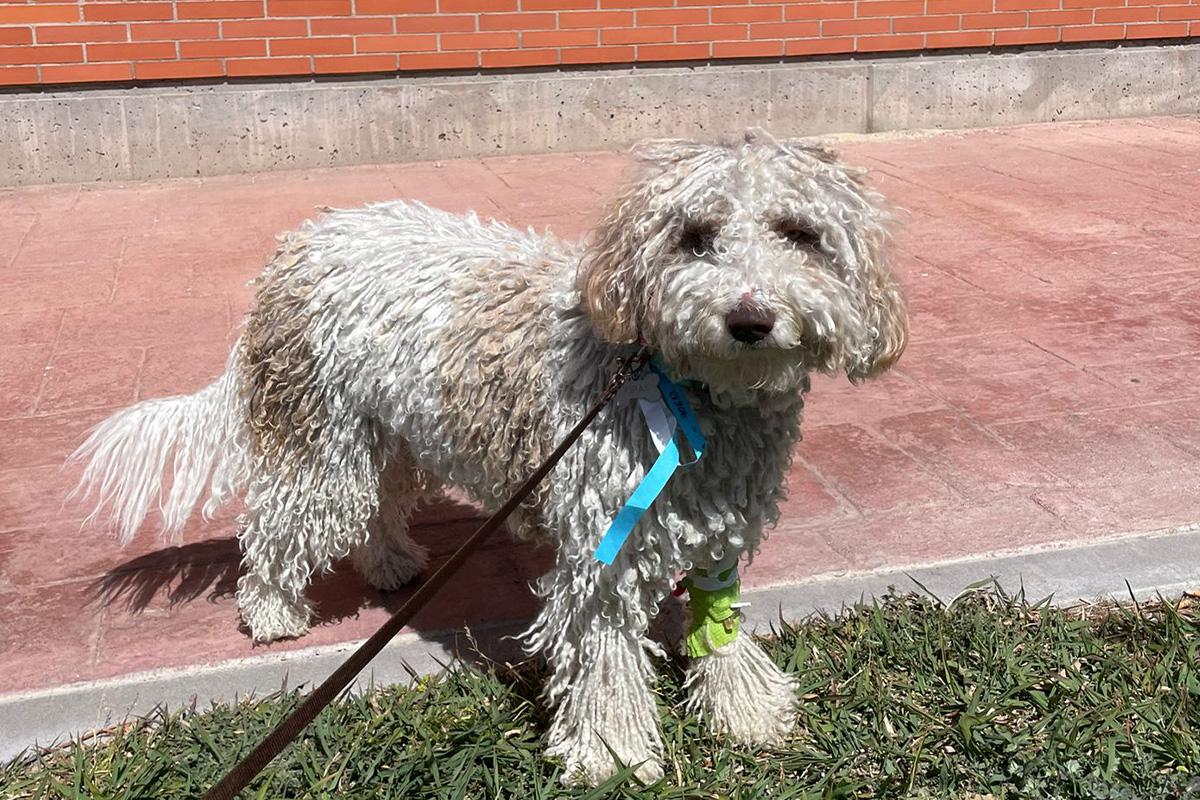 EquiCord y el Hospital Clínico Veterinario de la UAX inician la fase ...