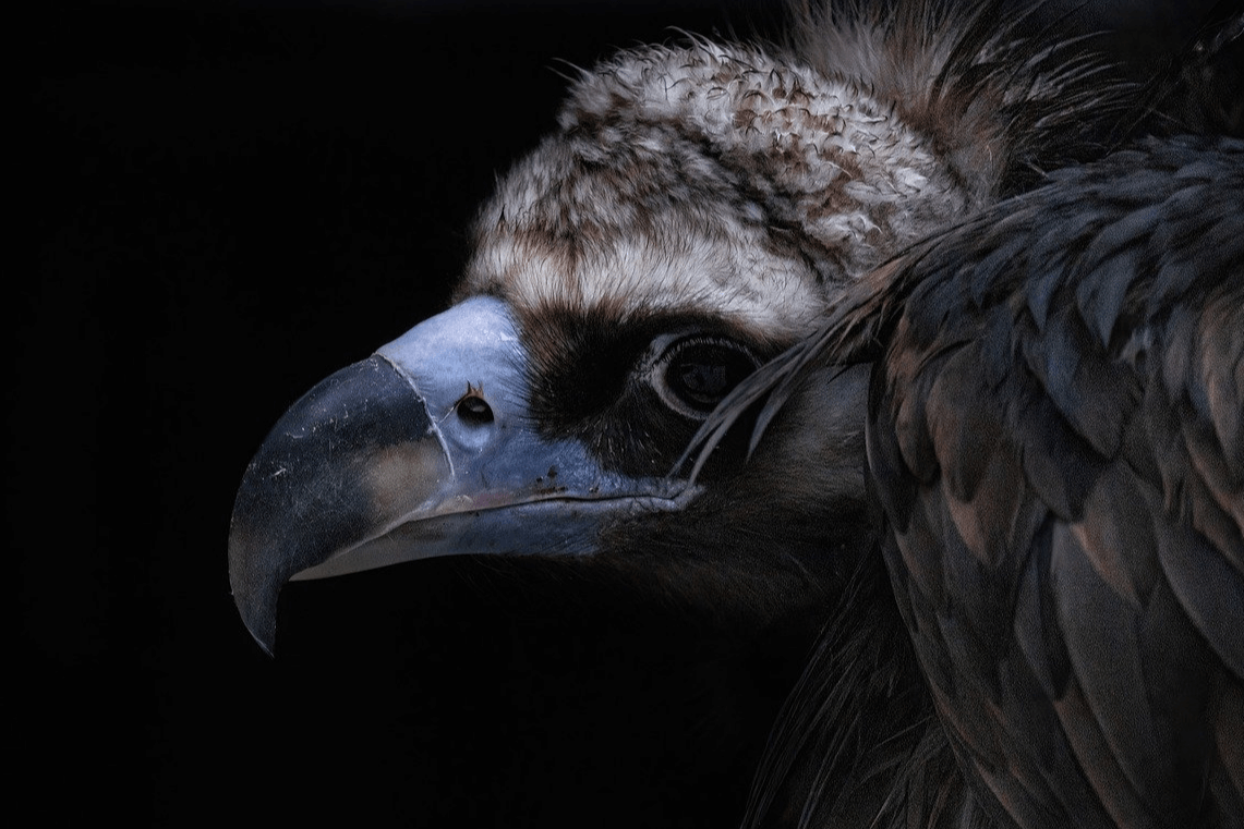 Los investigadores revelan patrones de movimiento de buitres negros ...