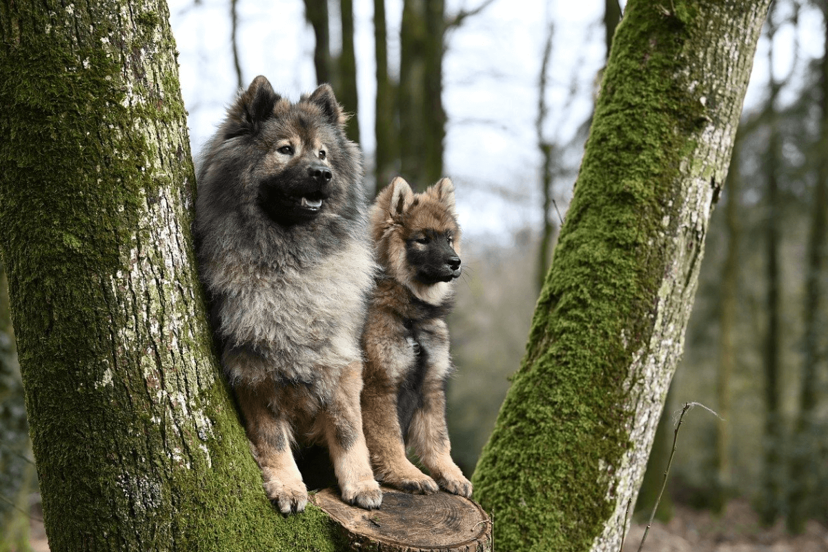 Un estudio revela que los perros de raza cruzada no están más sanos que ...