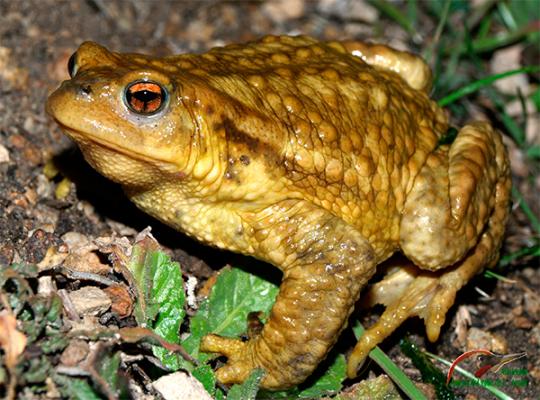 Los sapos son capaces de detectar vibraciones de baja frecuencia ...